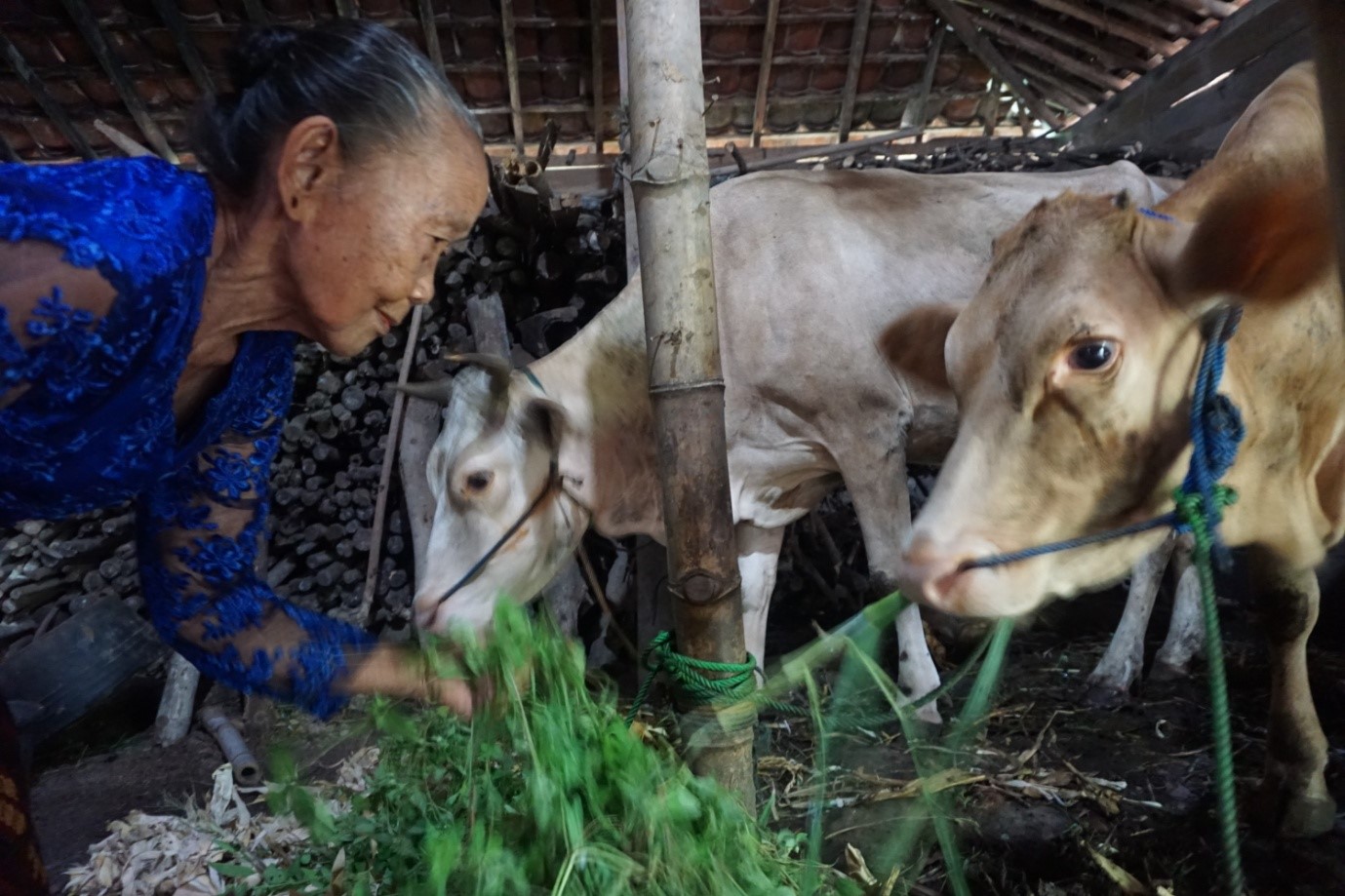 Threatened Biodiversity and Empty Wombs: Climate Change and Women’s ...